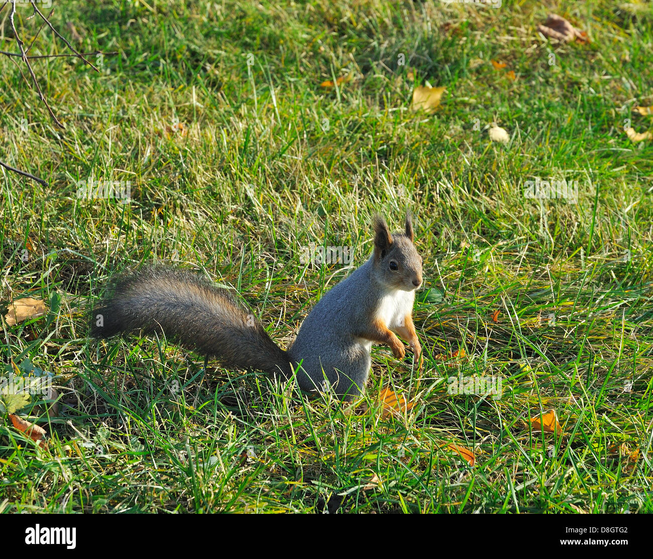 Fuzzy squirrel hi-res stock photography and images - Alamy