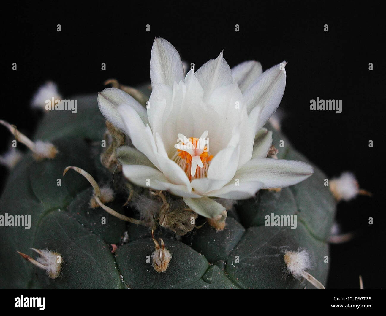 A cactus with a single white flower in bloom, showcasing the contrast ...