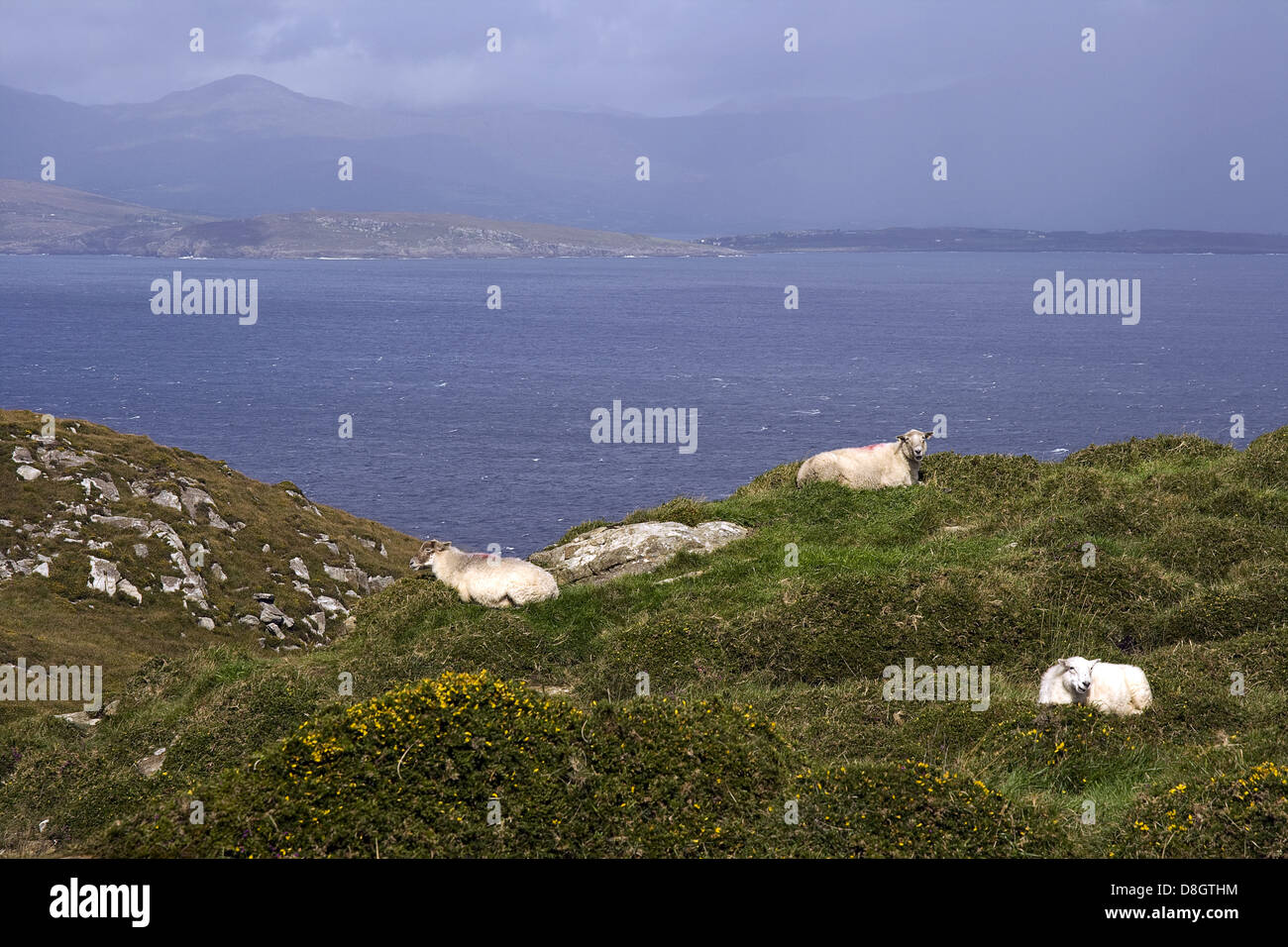 Sheeps at the waterfront Stock Photo - Alamy