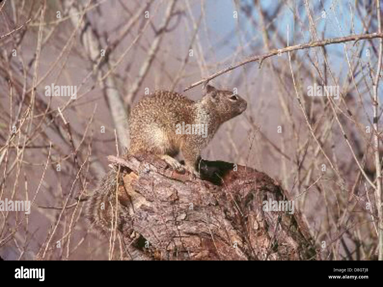 Ground squirrel in native environment hi-res stock photography and ...