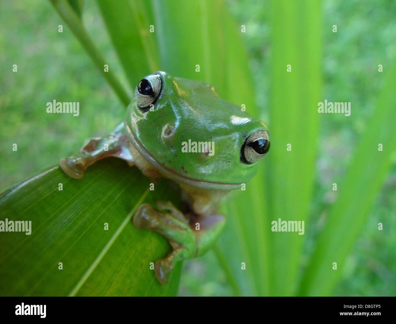 A candid shot of a frog in its natural environment, showcasing its ...