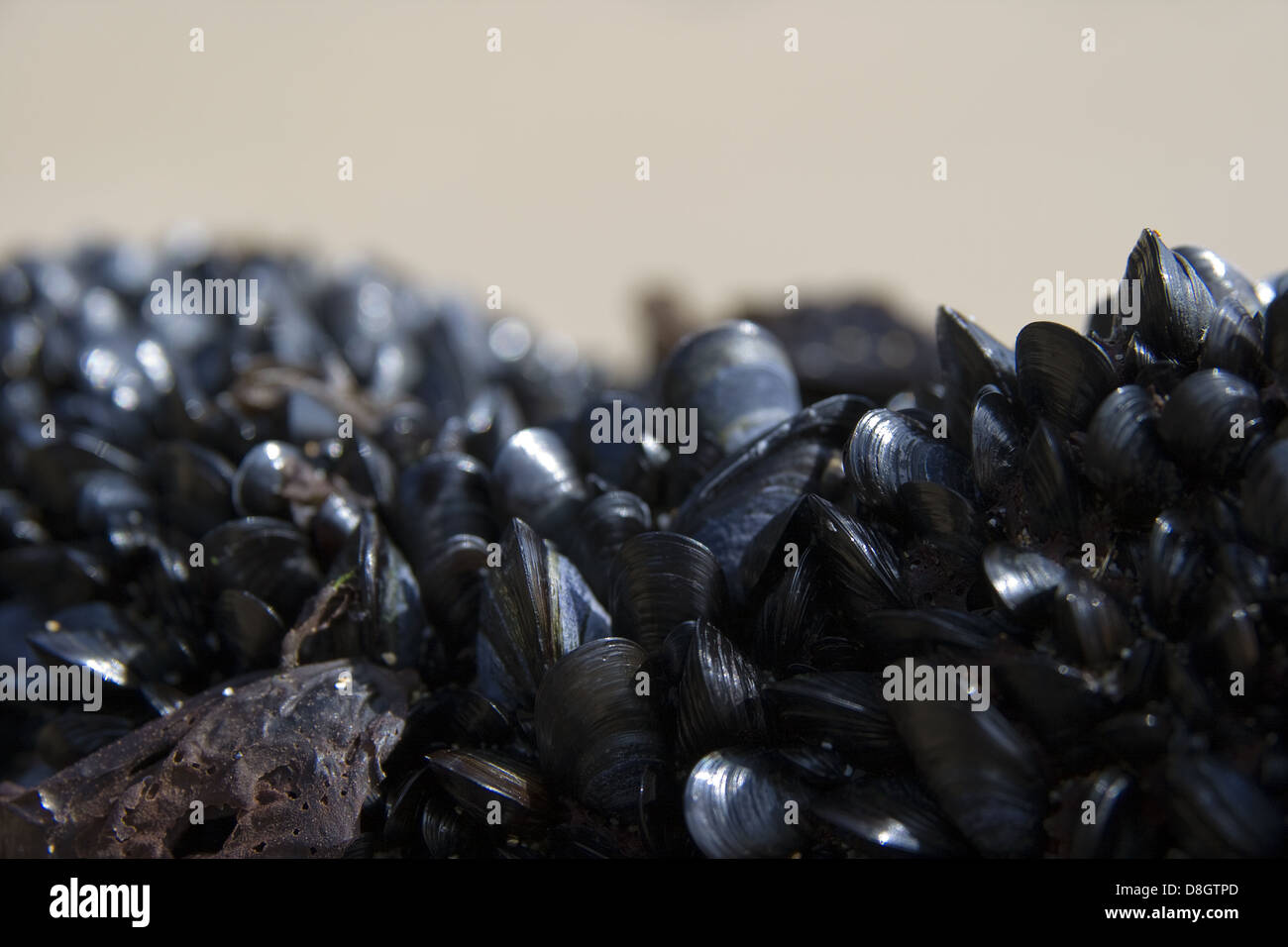 Pteromorphia hi-res stock photography and images - Alamy