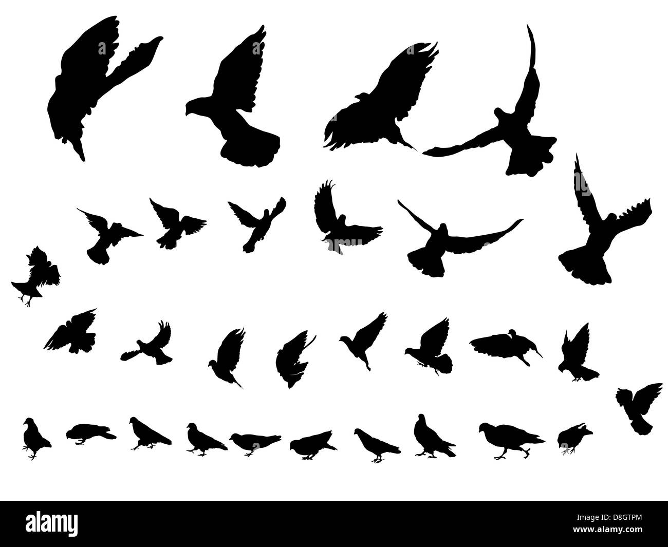 Pigeons flying high Cut Out Stock Images & Pictures - Alamy