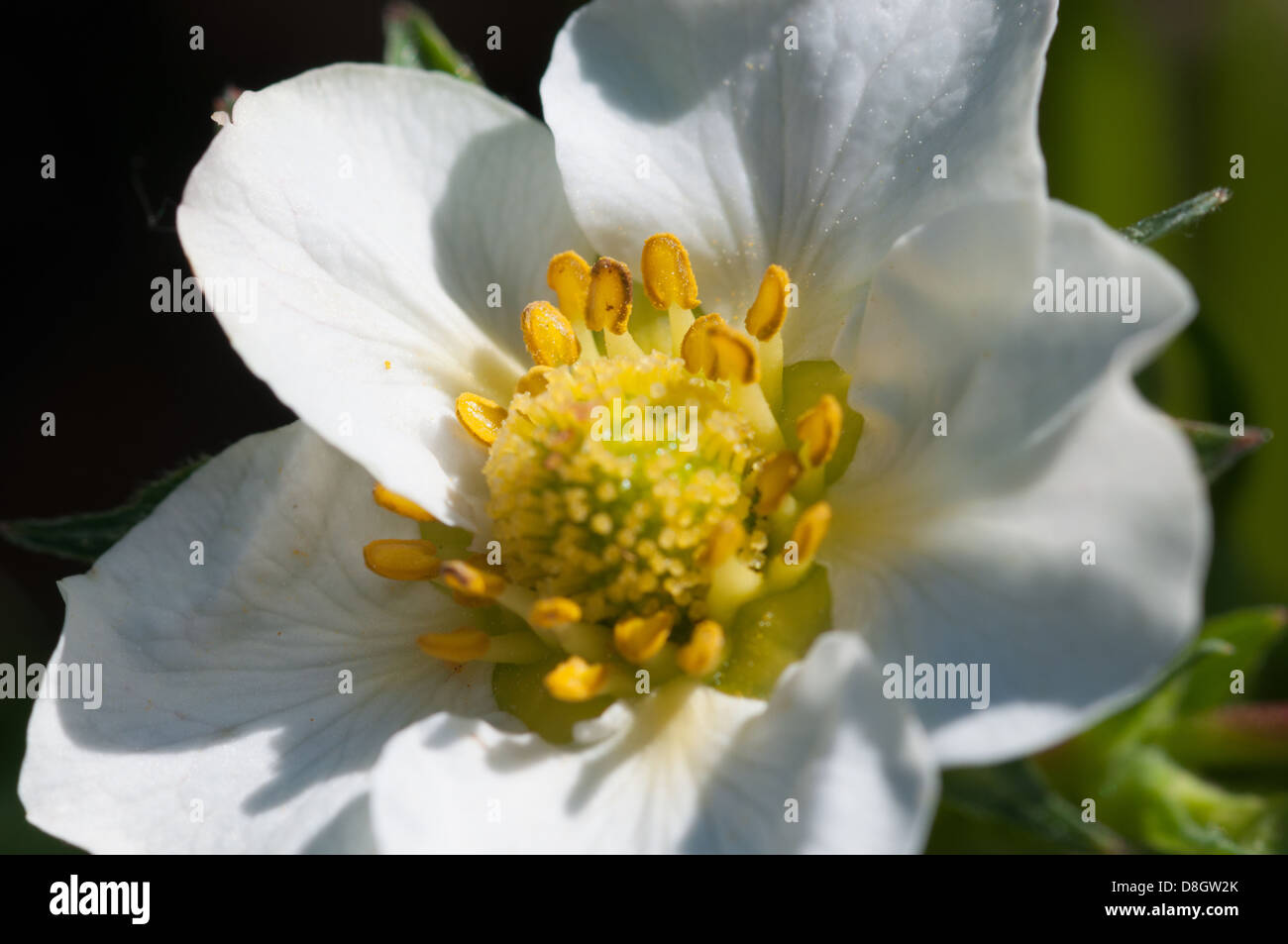 Apple blossom with pollen Stock Photo - Alamy