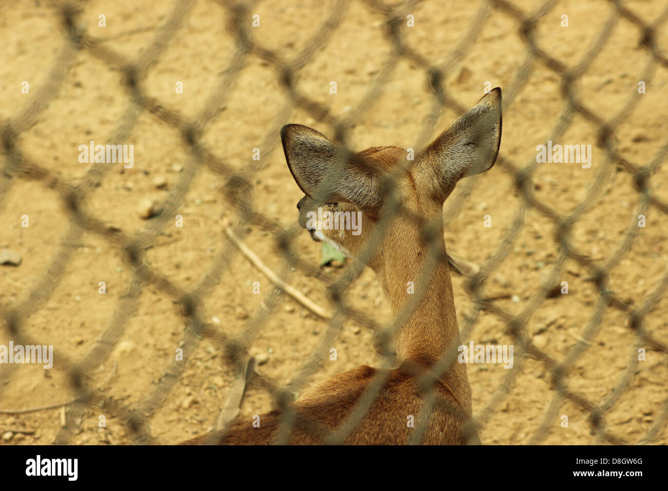 Deer trap hi-res stock photography and images - Alamy