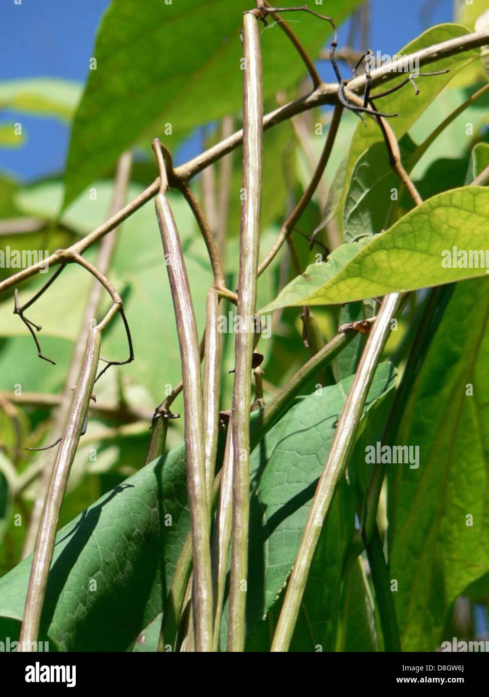 Catalpa seed pods are long, thin, and hang in clusters from the tree ...