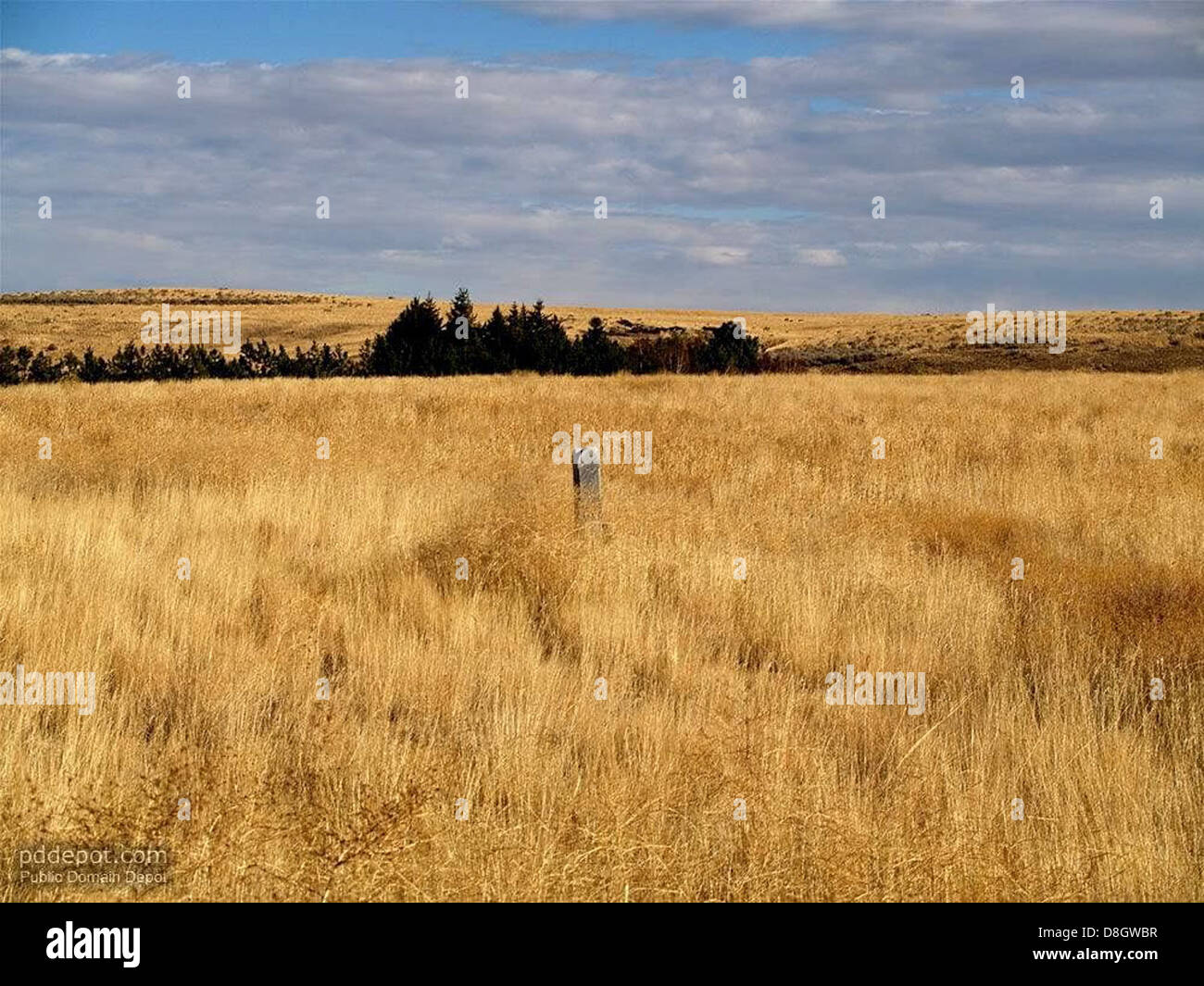 A cemetery located in a field of tall, overgrown grass. The gravestones ...