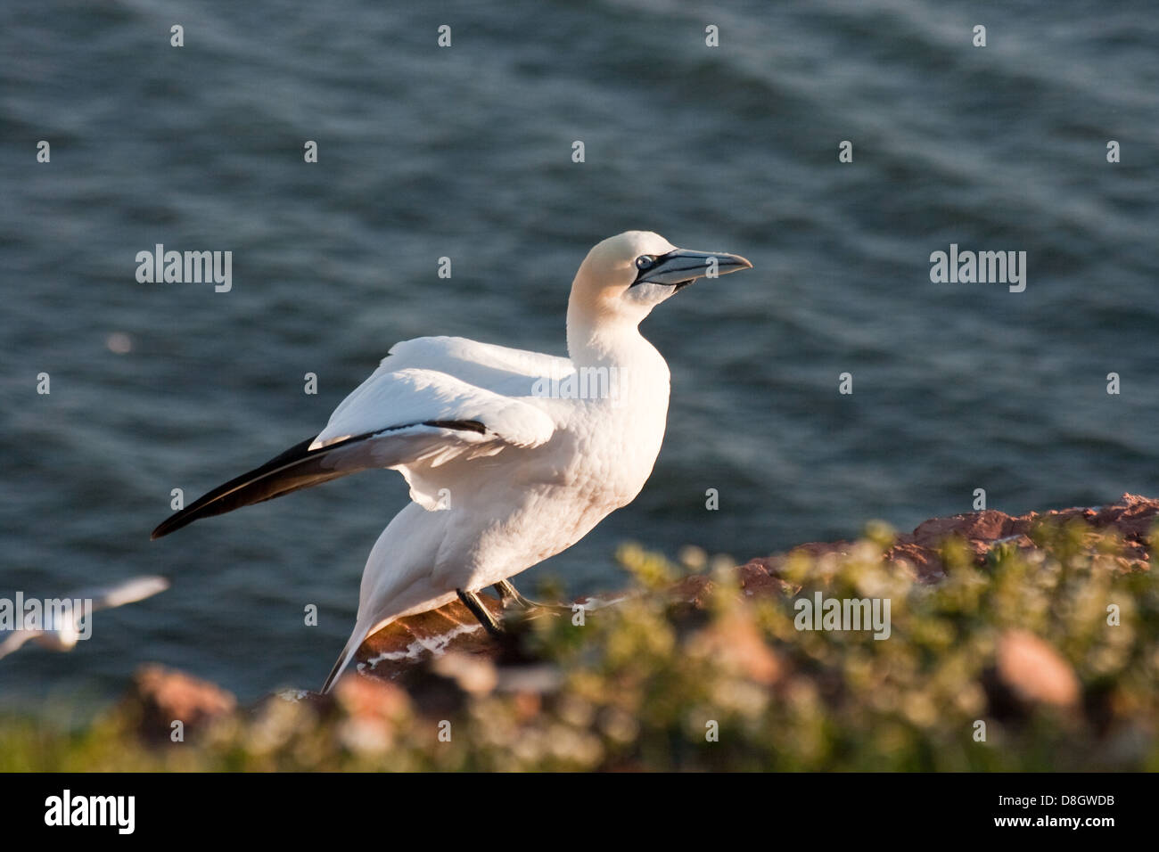 Northern gannet sanctuary hi-res stock photography and images - Alamy