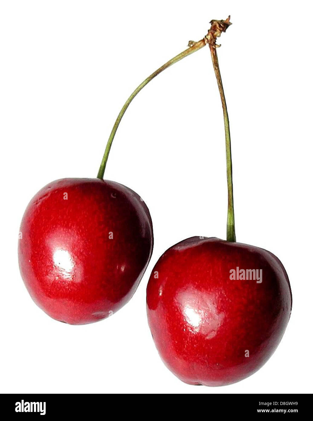 A close-up of ripe cherry fruit placed on a white background ...