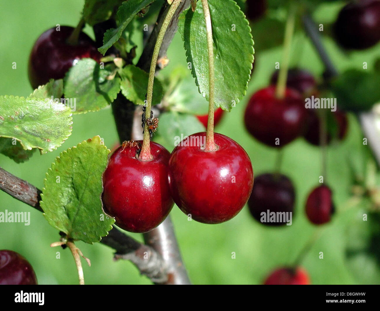 A cherry tree laden with ripe fruit, each cherry showing a bright red ...