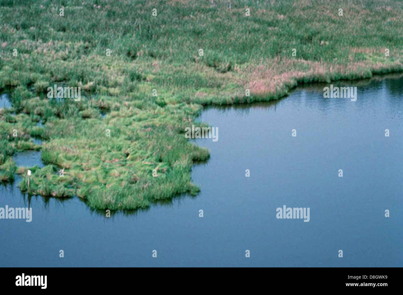 A view of the tidal area of Chesapeake Bay, with water ebbing and ...