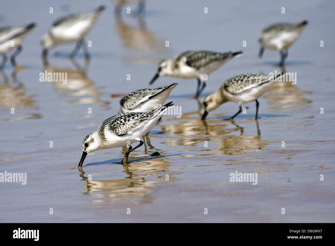 Sanderling / Calidris alba Stock Photo - Alamy
