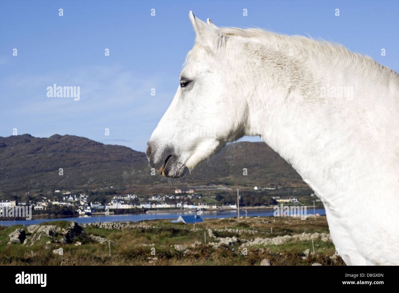 Connemara pony white grey hi-res stock photography and images - Alamy