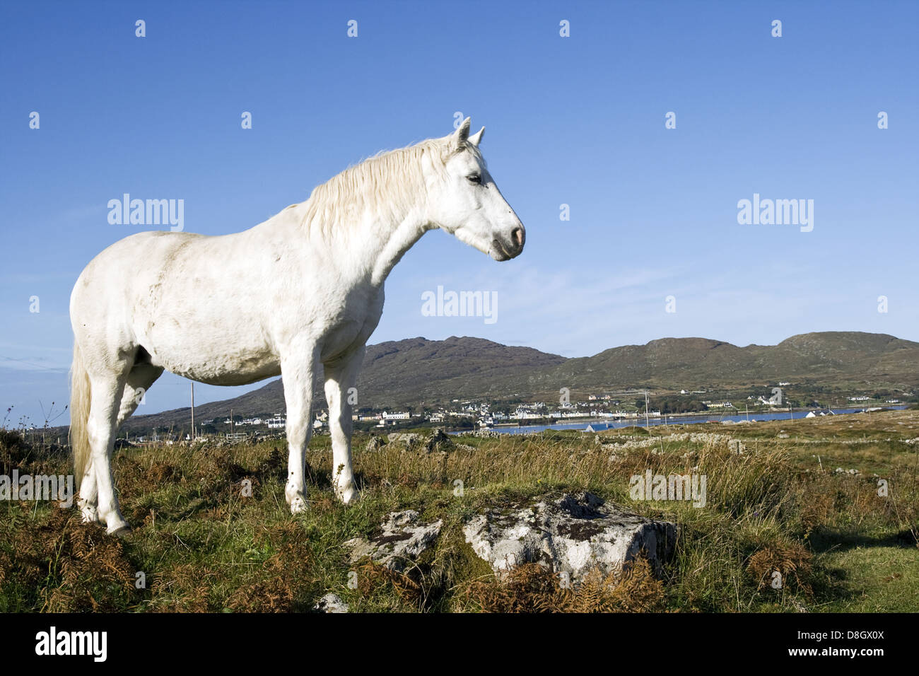 Connemara pony hi-res stock photography and images - Alamy