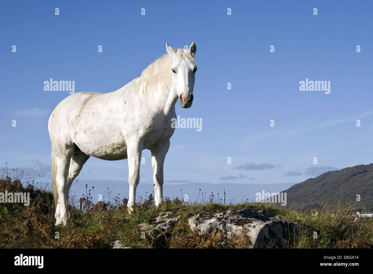 Connemara pony hi-res stock photography and images - Alamy