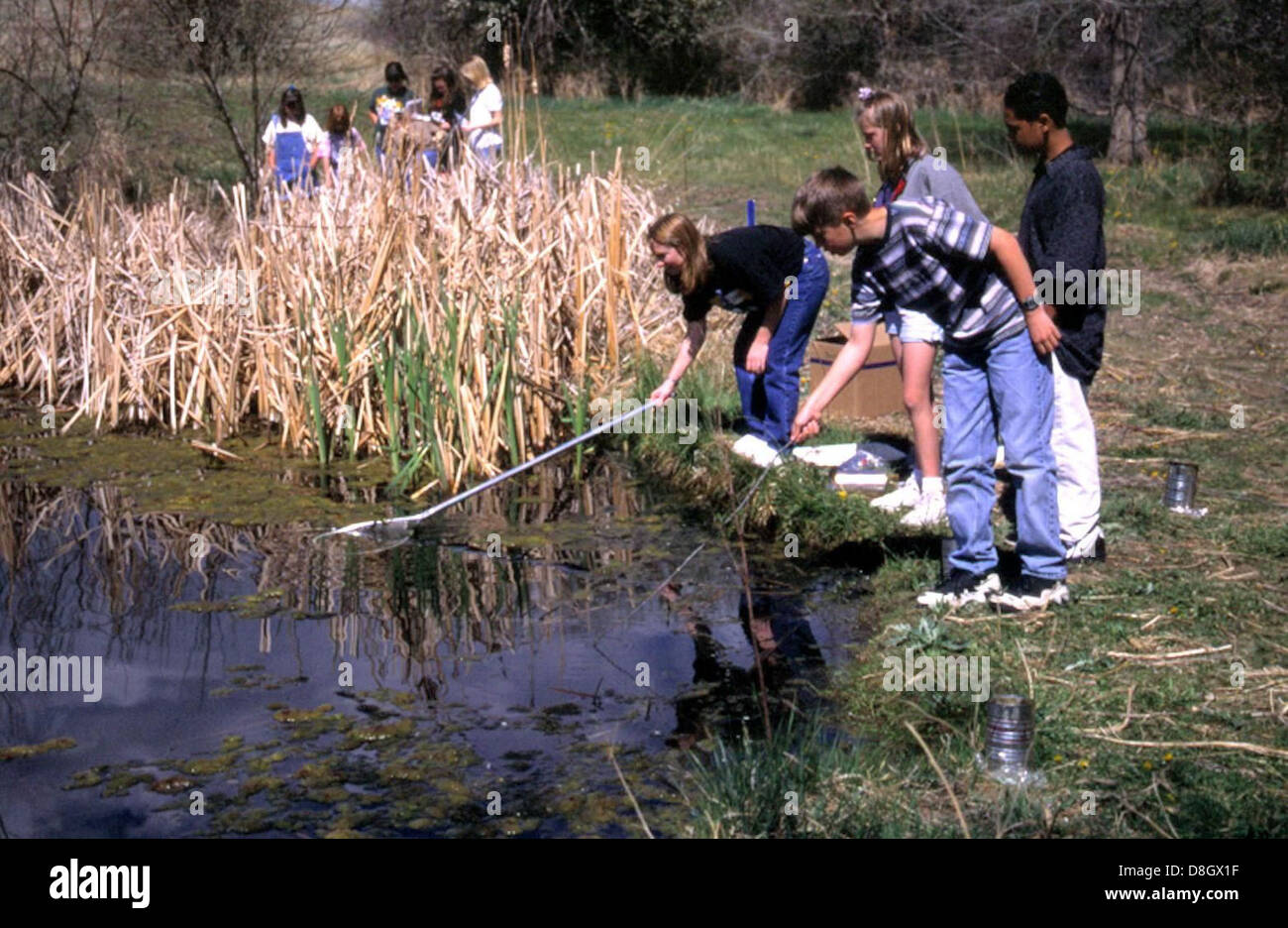 Children netting in pond Stock Photo - Alamy