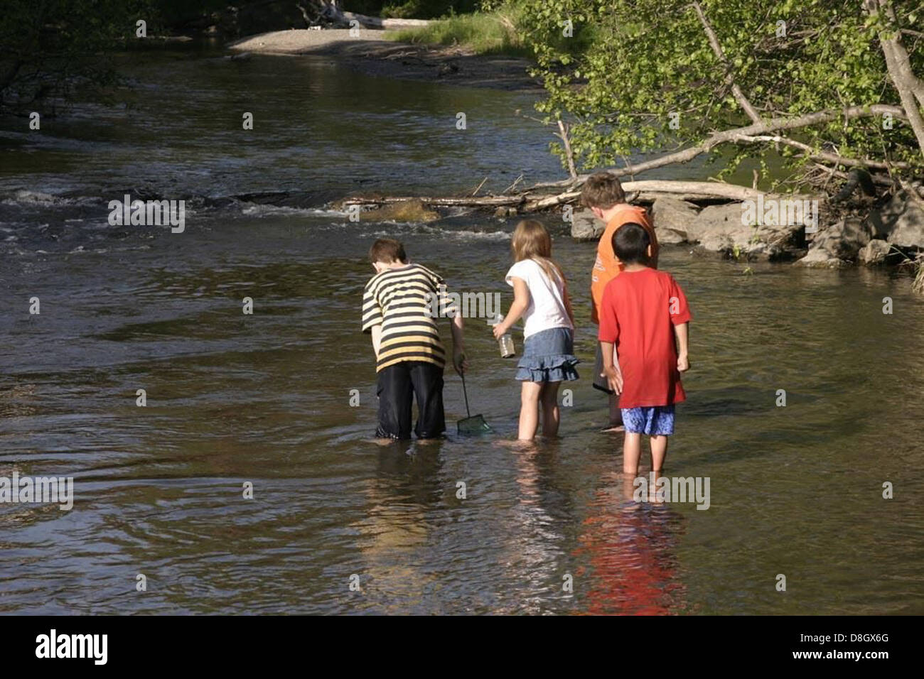 Children are seen wading in shallow water, searching for minnows. They ...