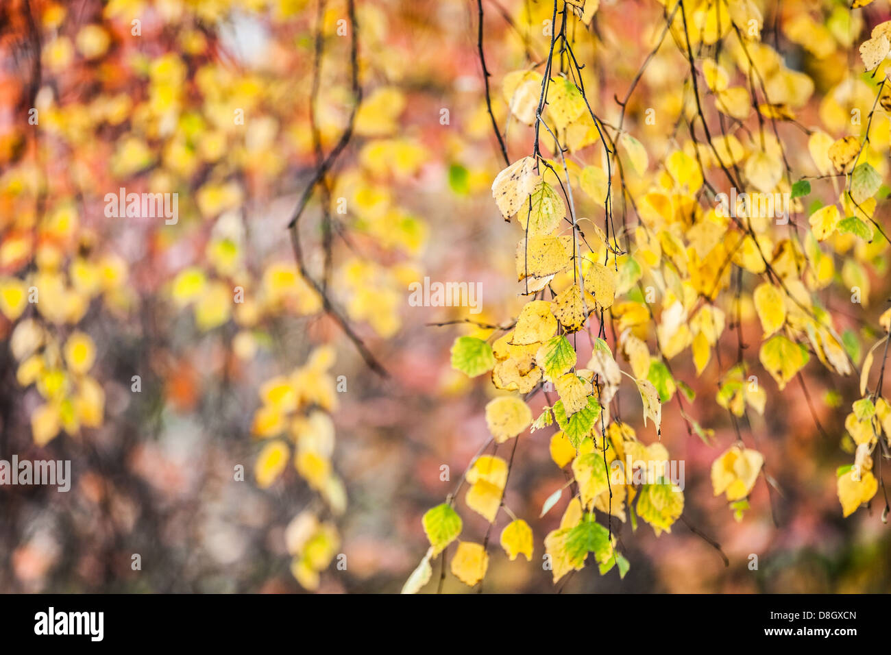 Yellow autumn leaf Stock Photo - Alamy