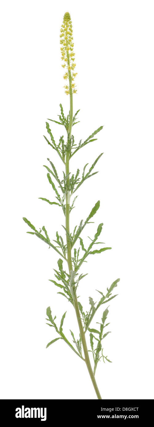 single flower Reseda on white background Stock Photo - Alamy