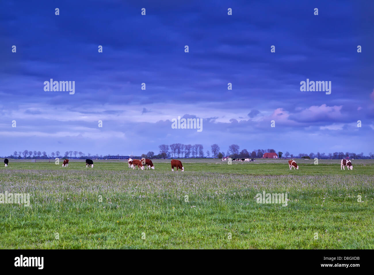 cattle grazing on pasture at sunset, Netherlands Stock Photo - Alamy