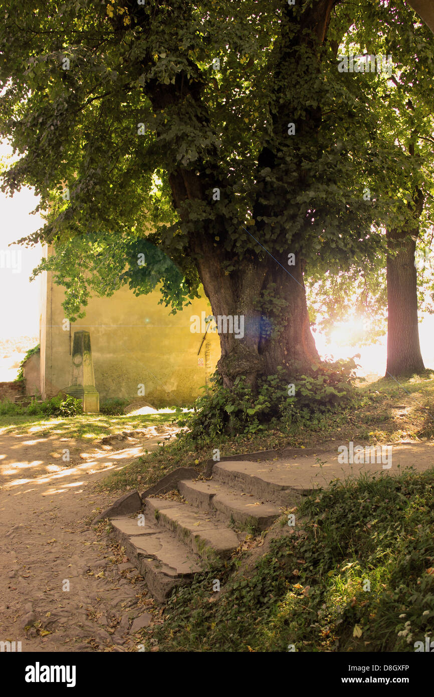 Tree and stairs Stock Photo - Alamy