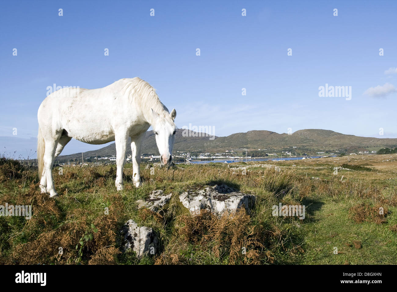 Connemara pony hi-res stock photography and images - Alamy