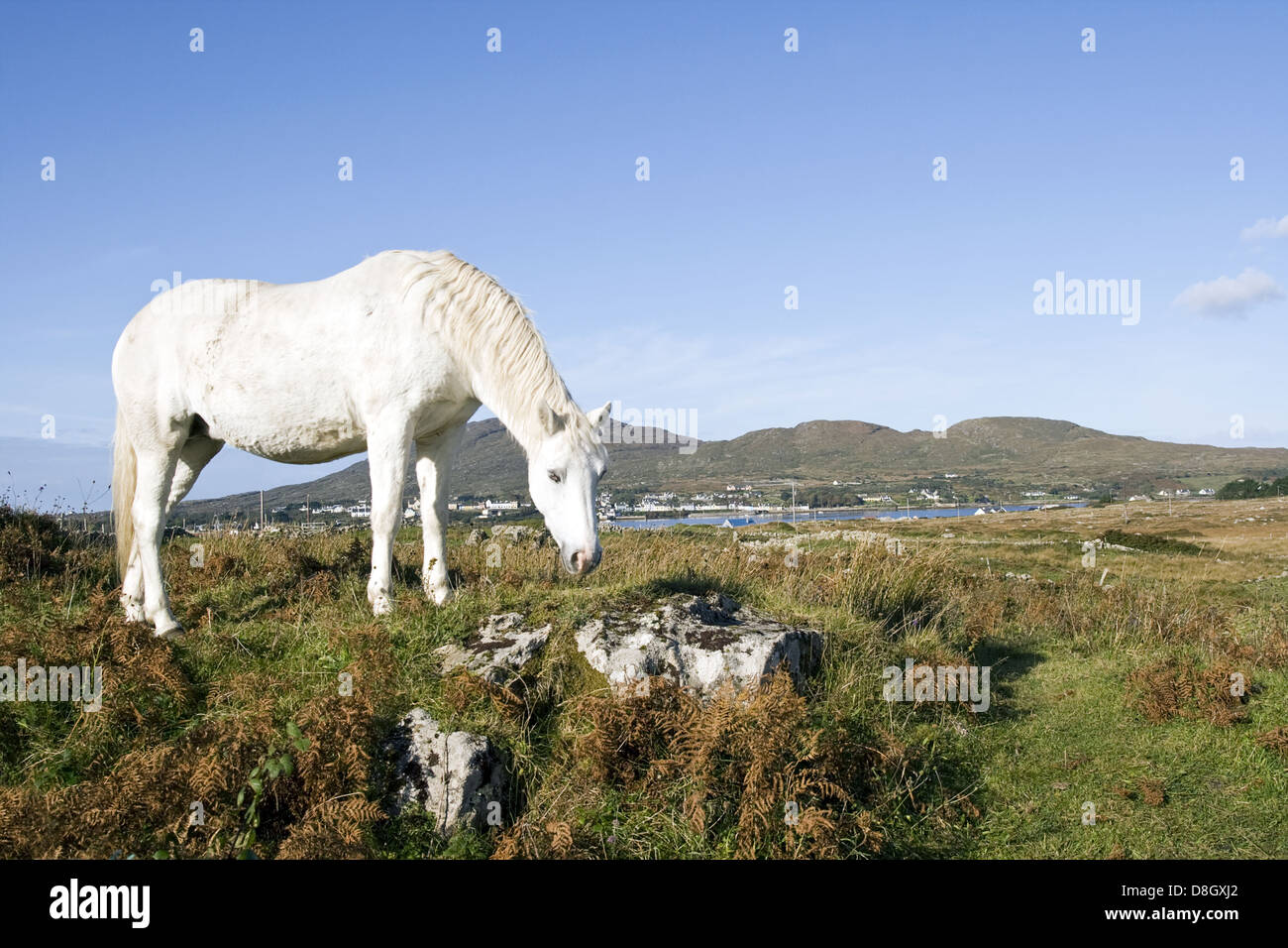 Conemara pony hi-res stock photography and images - Alamy