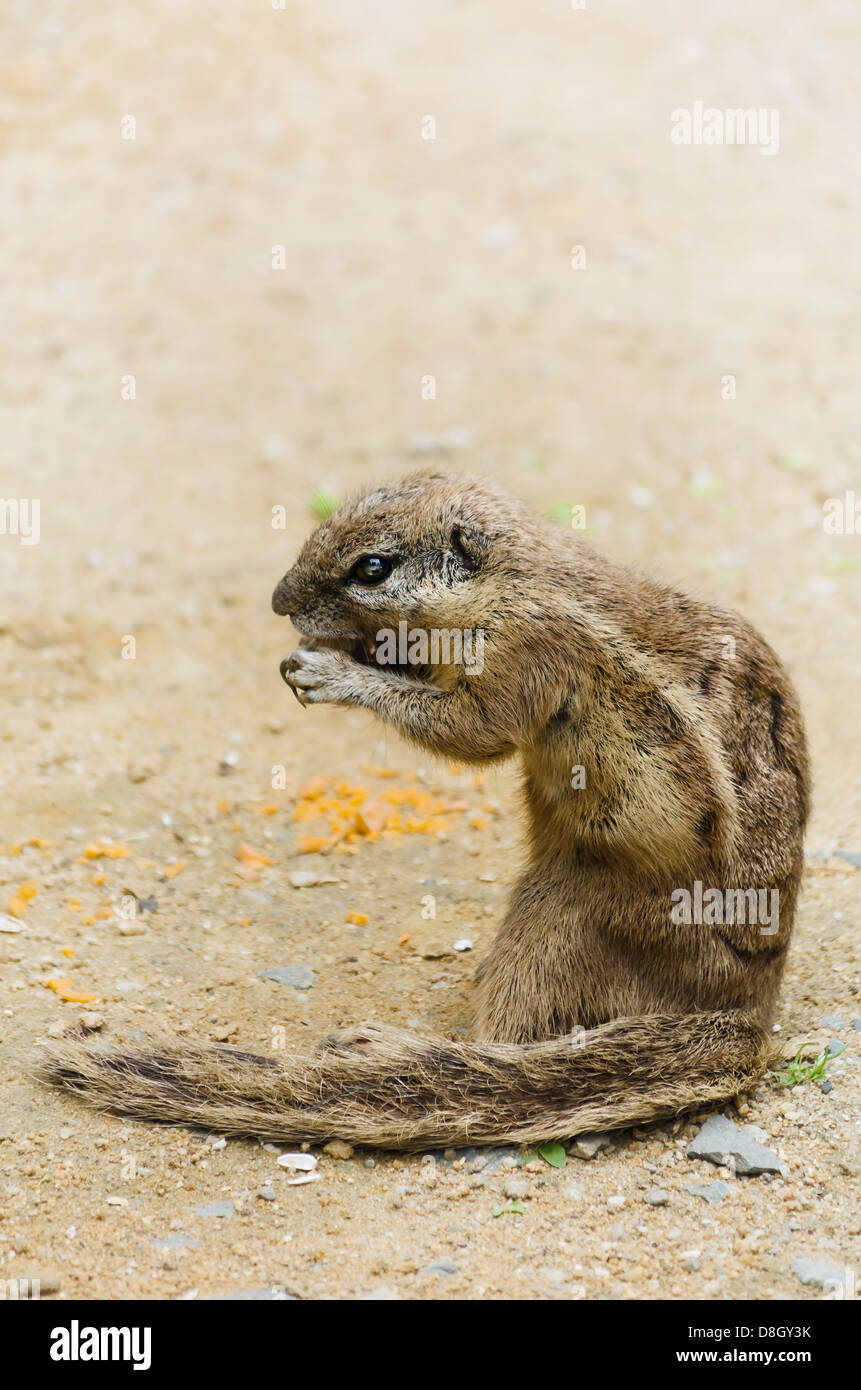 Zoo chipmunk hi-res stock photography and images - Alamy