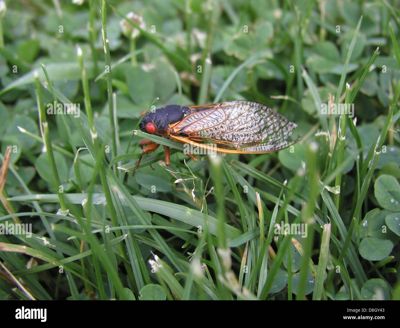 A cicada rests on the grass, showing its distinctive large wings and ...