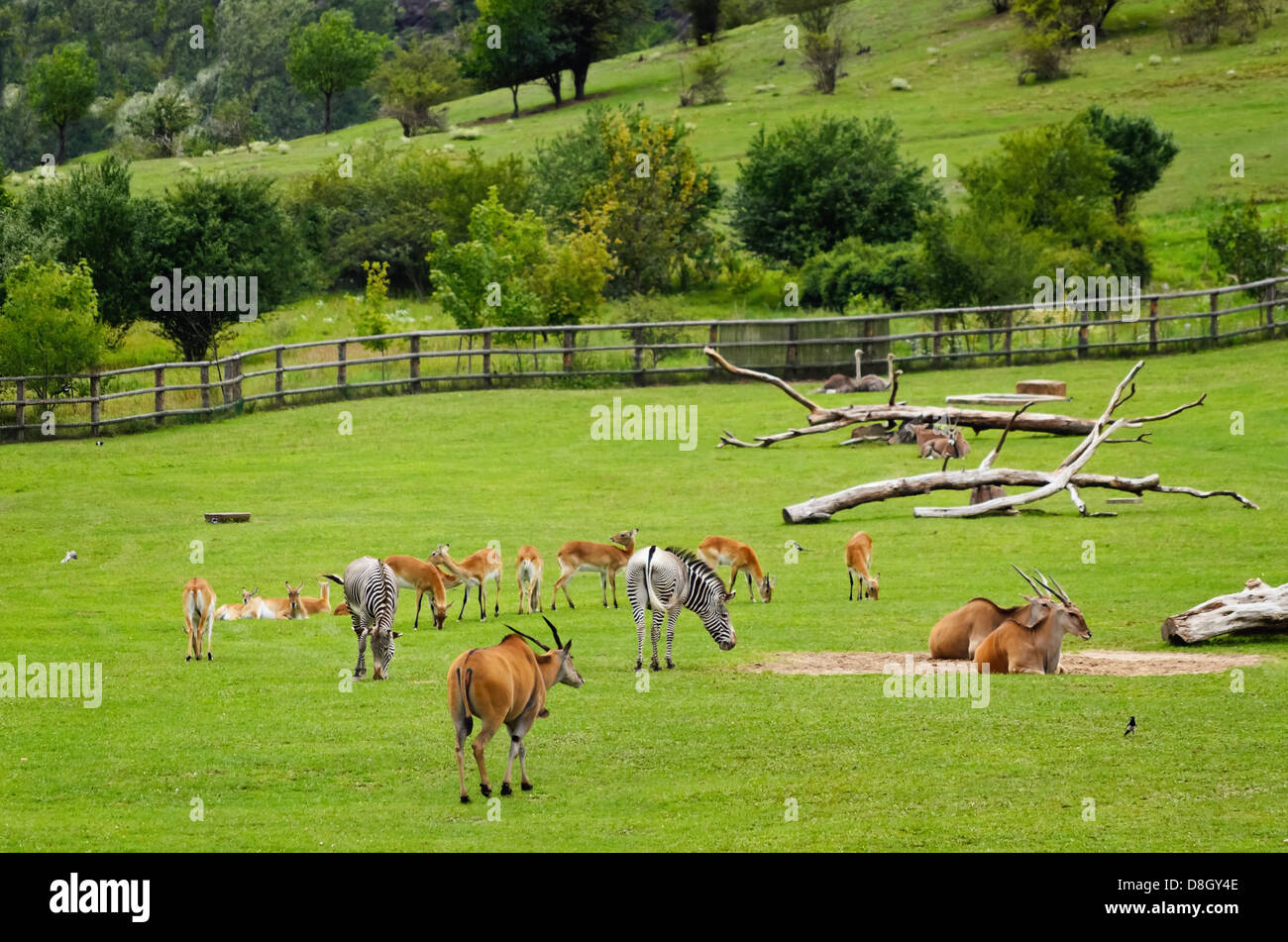 Non ruminant herbivore hi-res stock photography and images - Alamy