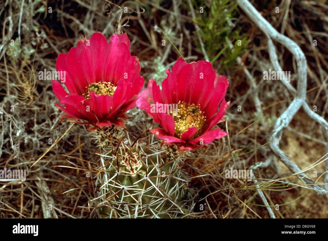 A close-up image of vibrant red Claret Cup cactus flowers, growing in a ...