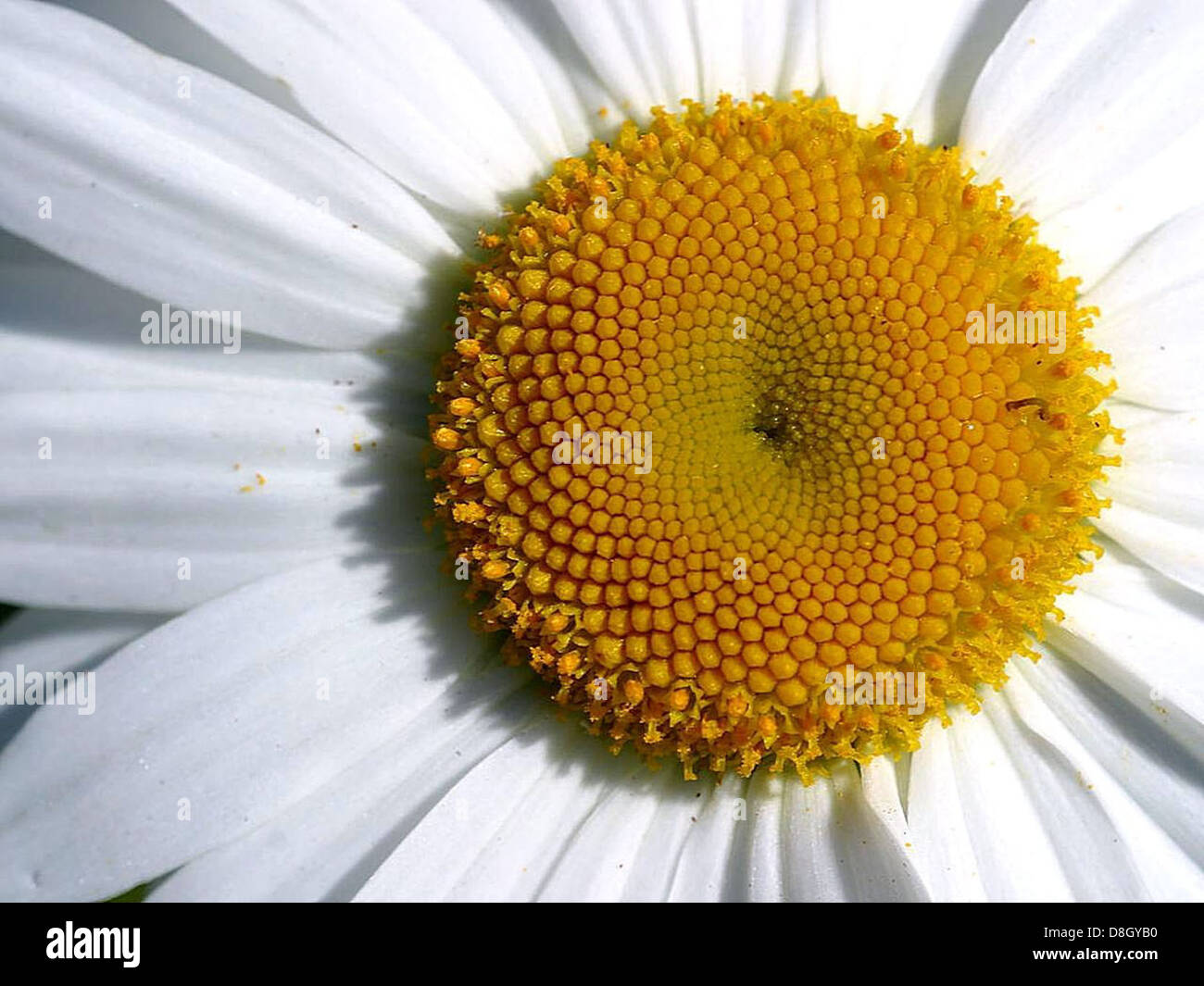 A close-up image of a daisy flower showing its distinct white petals ...