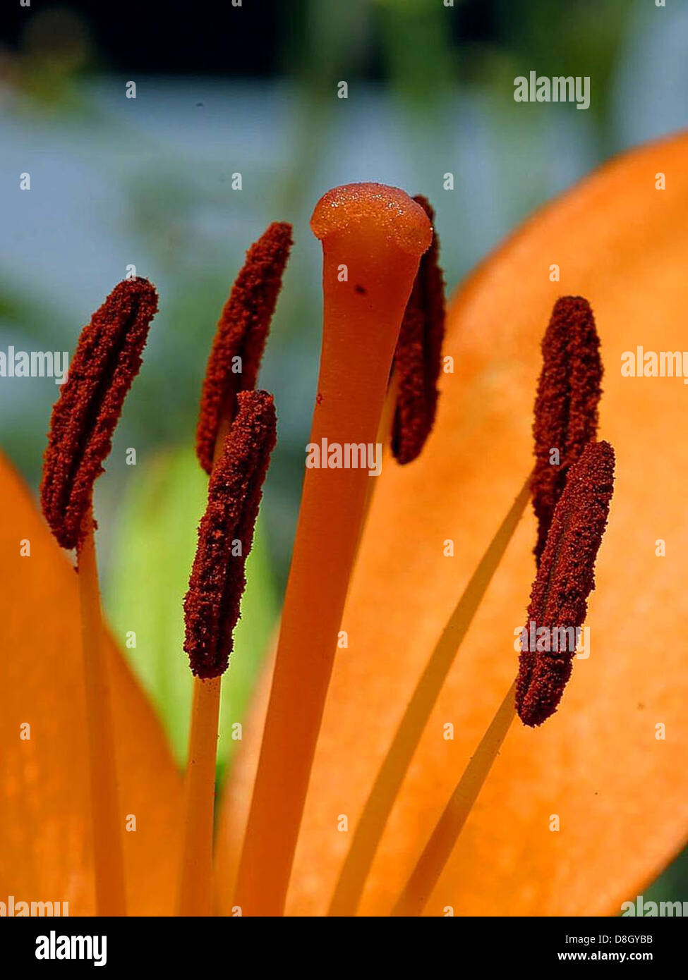 A close-up of lily flower petals reveals their delicate structure ...
