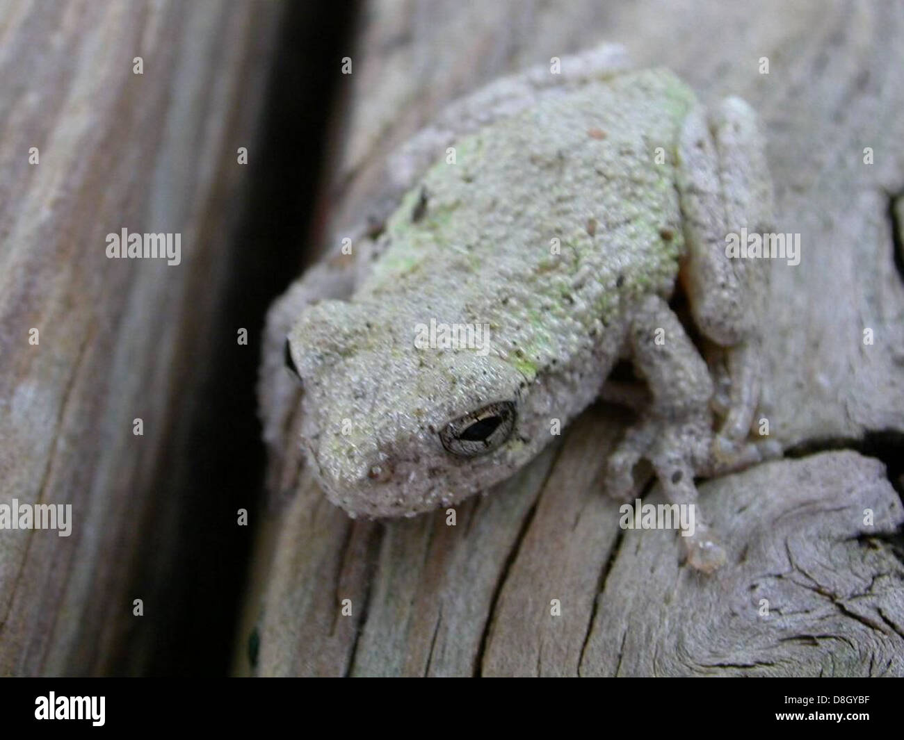 A close-up image of a tree frog sitting on a leaf, showcasing its ...