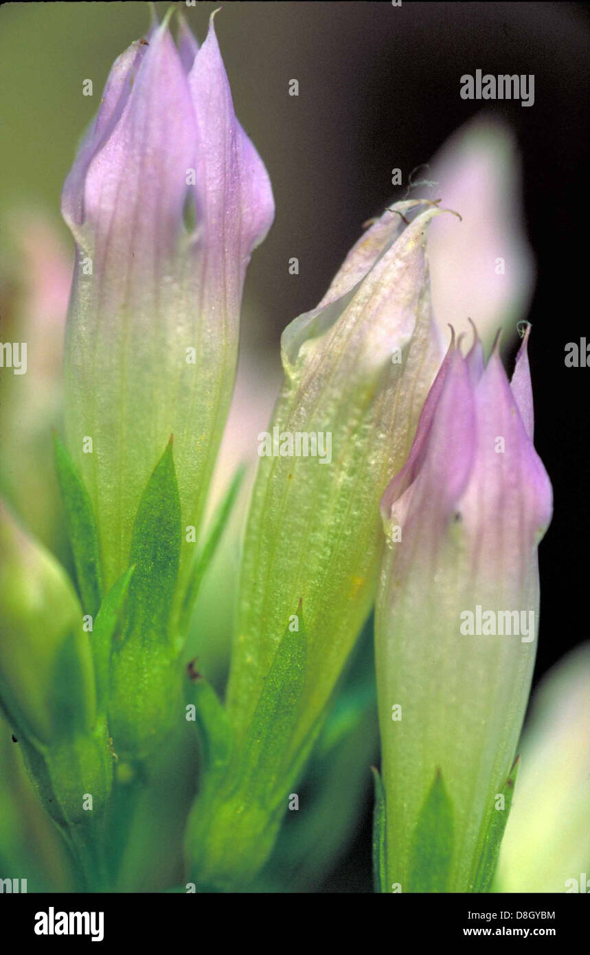 Close uo of stiff gentian plant delicate lavender and green blossom ...