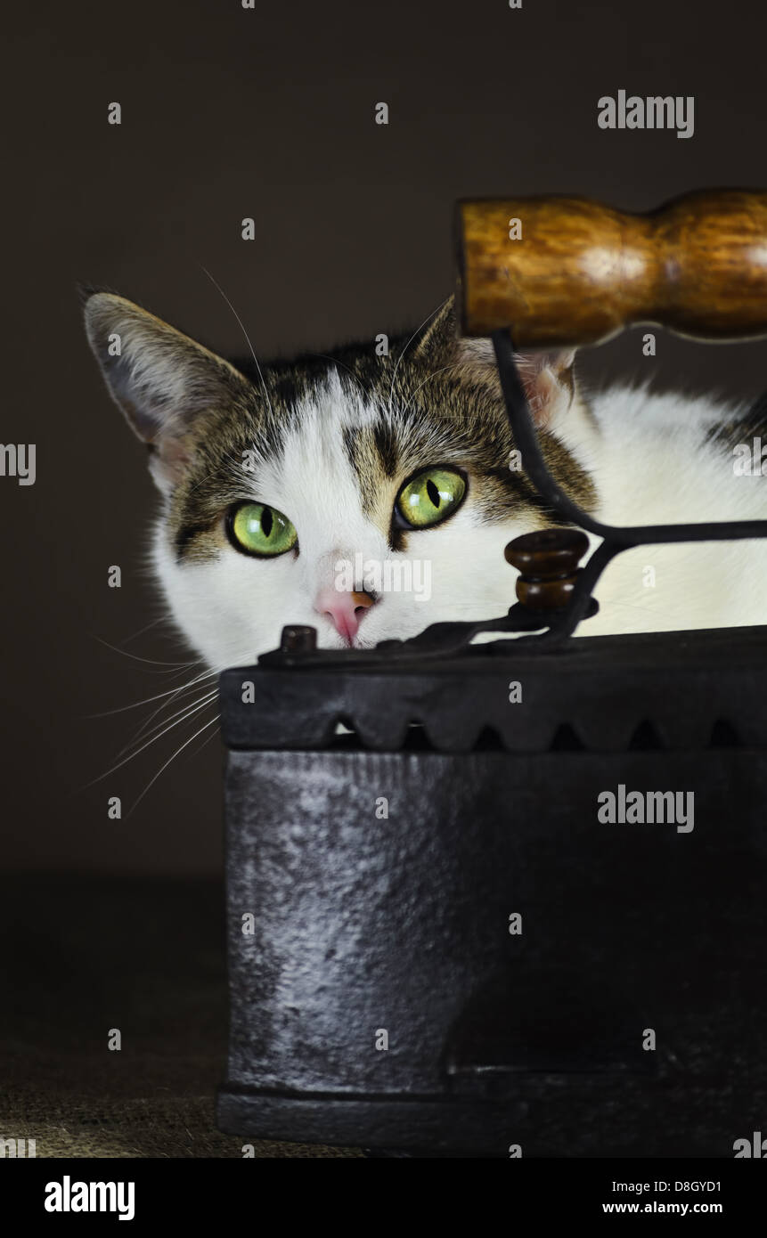 Cat And Iron Stock Photo - Alamy