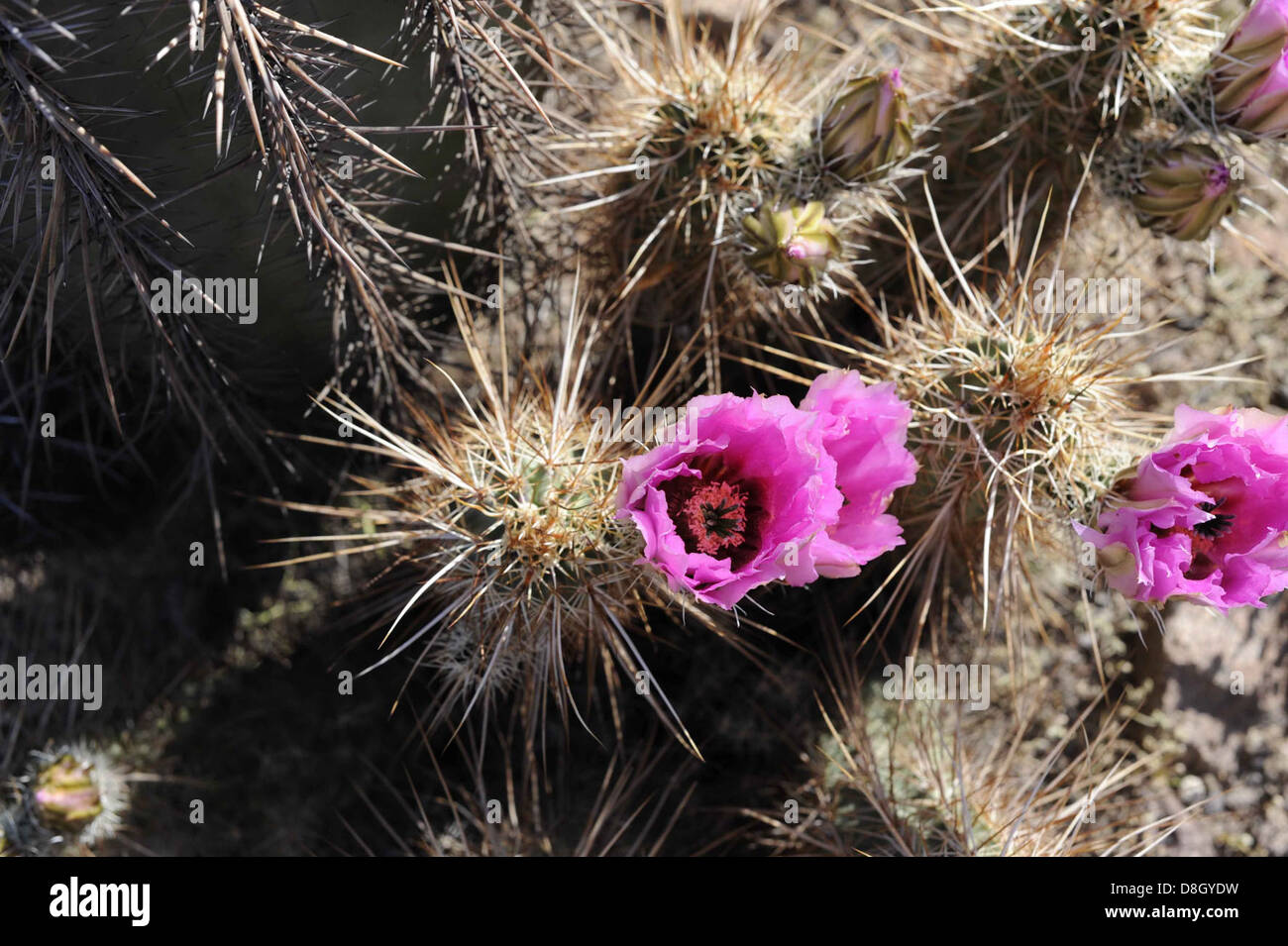 A close-up of a flowering barrel cactus, showing its sharp thorns and ...