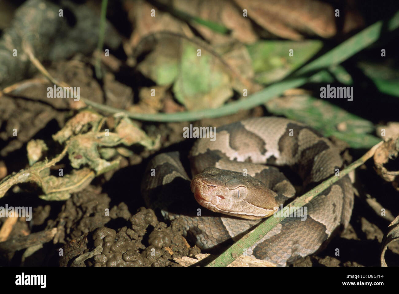 Copperhead venomous snake north hi-res stock photography and images - Alamy