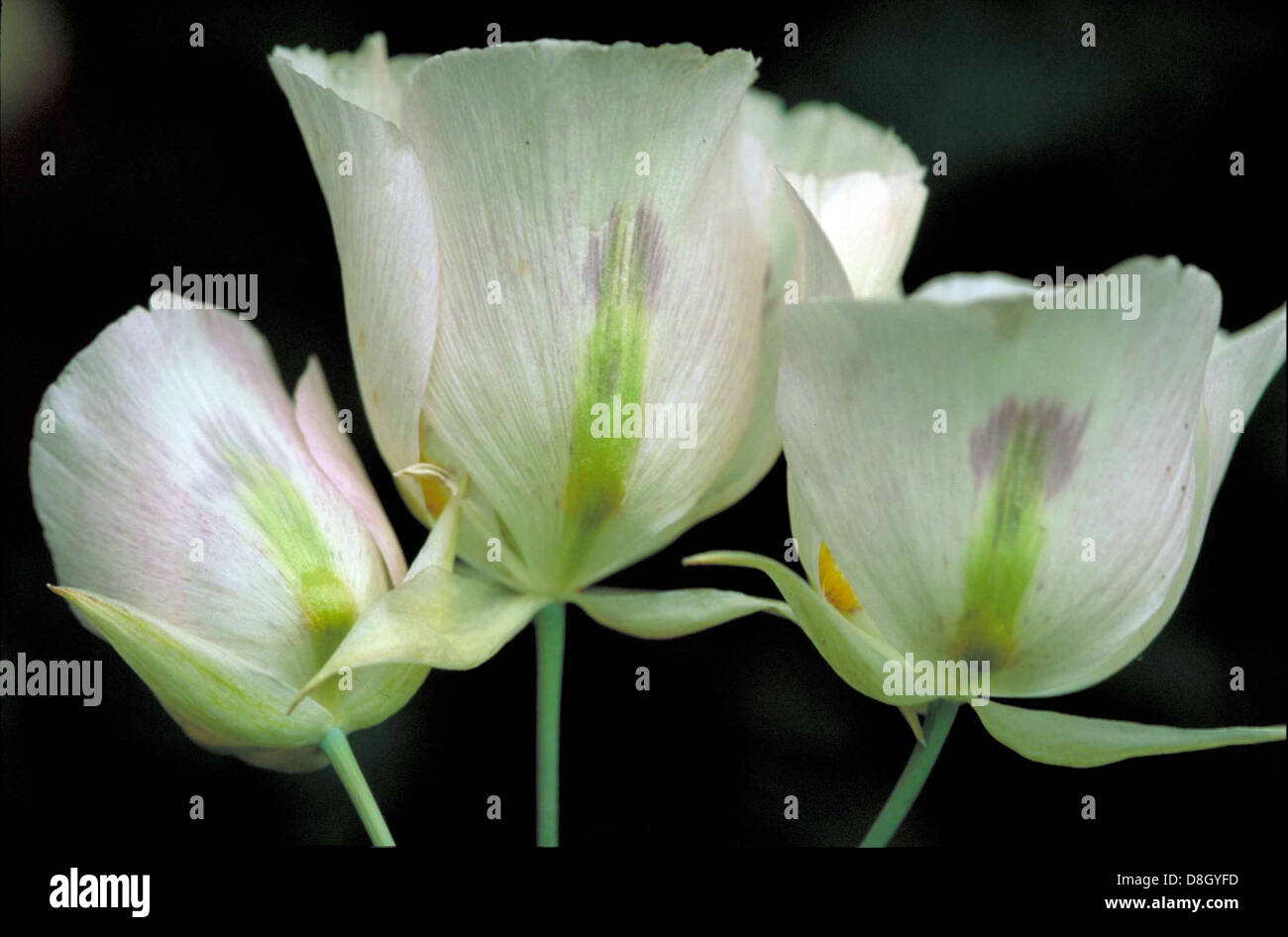 A close-up of sego lily flowers, featuring delicate pinkish-white ...