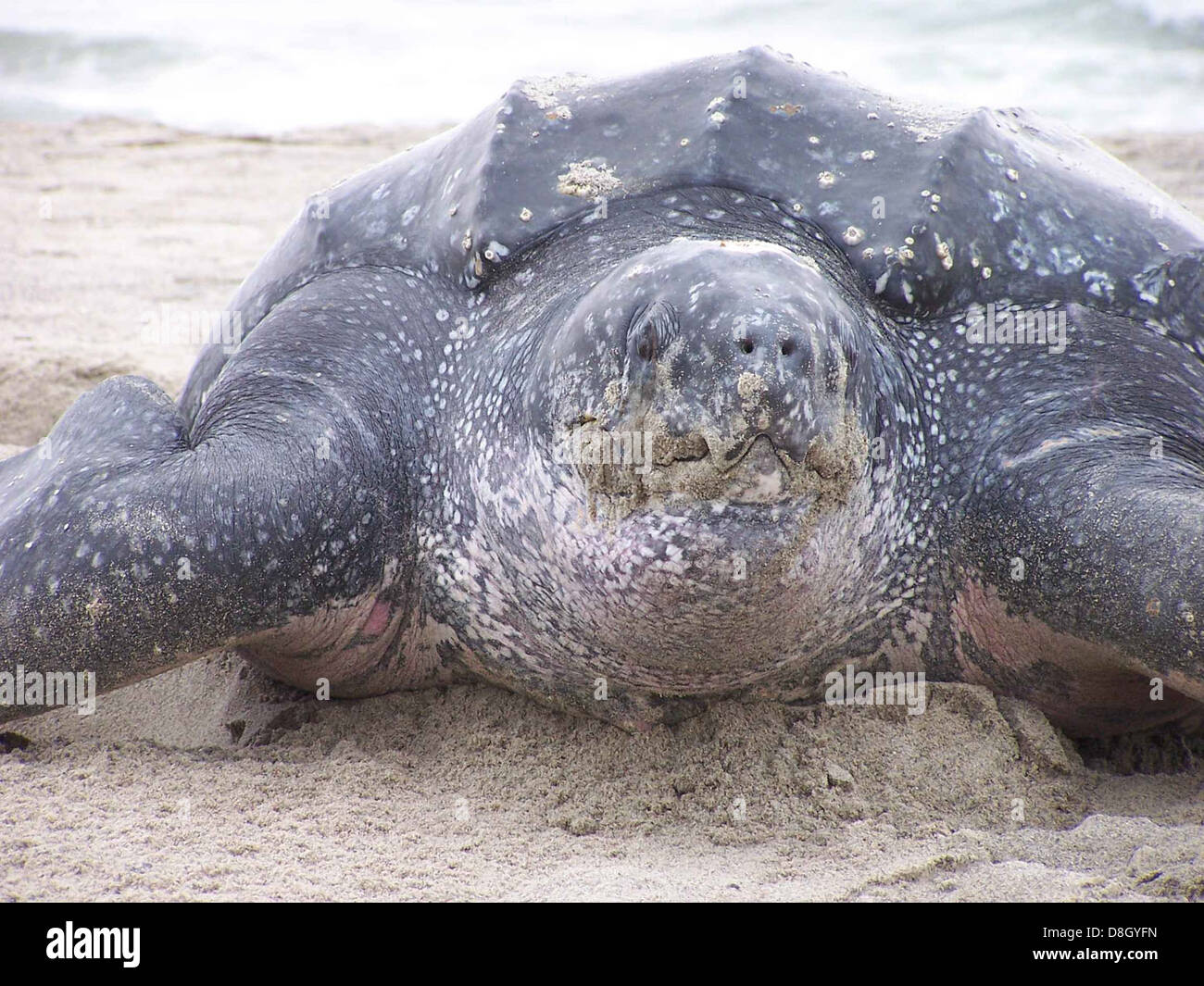 Leatherback sea turtle dermochelys hi-res stock photography and images ...