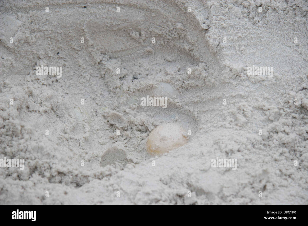 A close-up shot of an egg uncovered in a sea turtle nest. Sea turtles ...