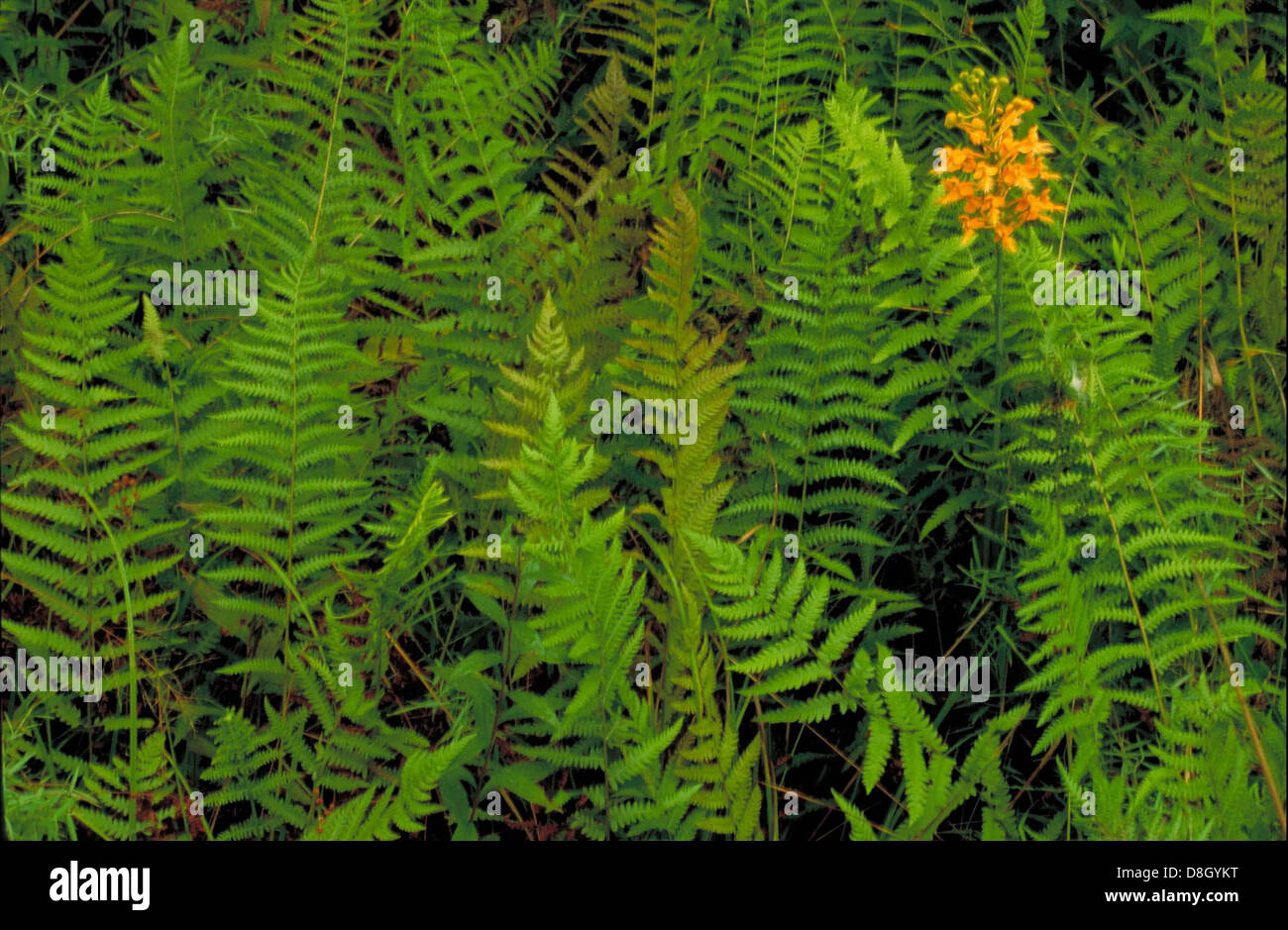 Close view of cluster of orange yellow orchid blossoms on stem in ferns Stock Photo - Alamy