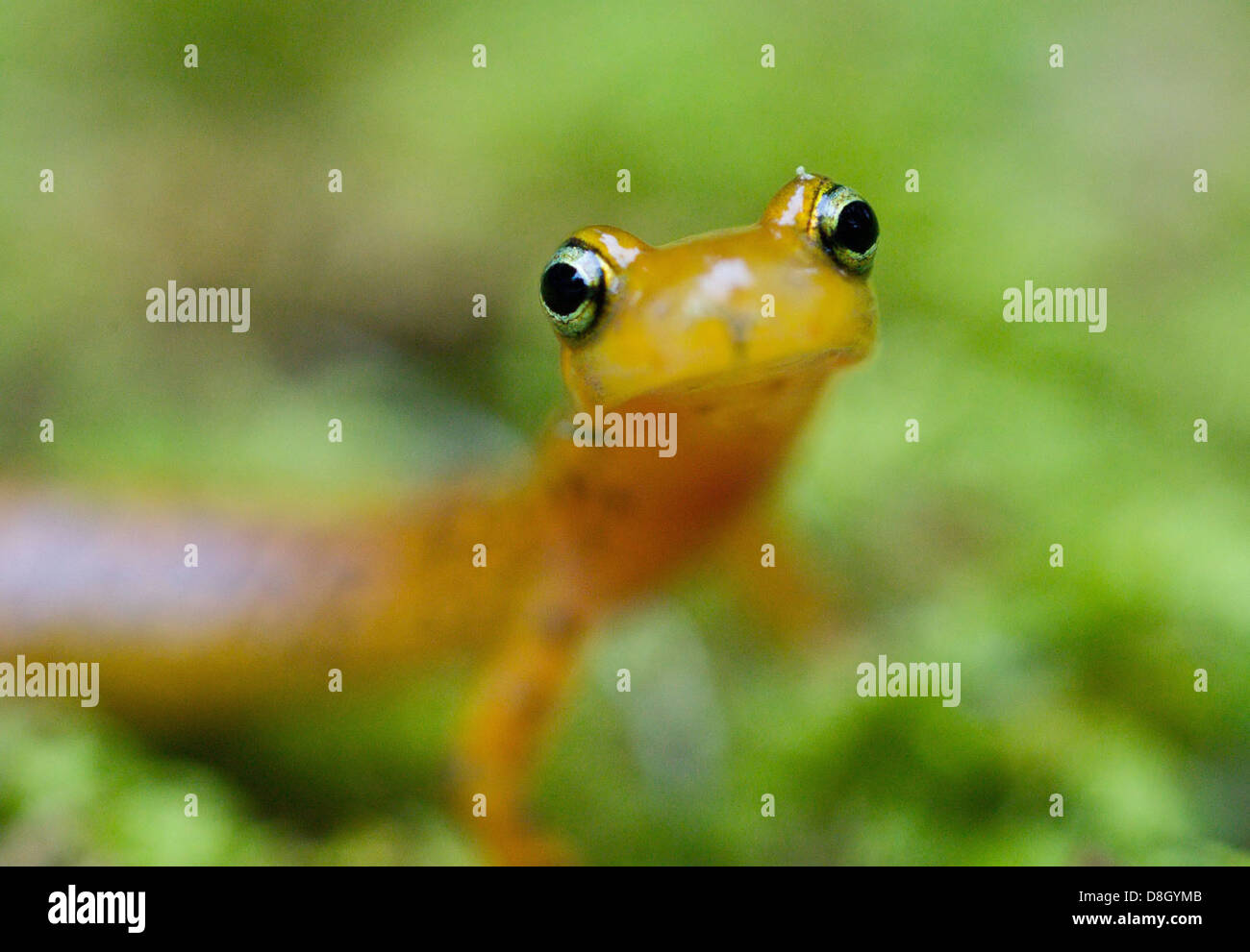 Close view of longtail salamander Stock Photo - Alamy