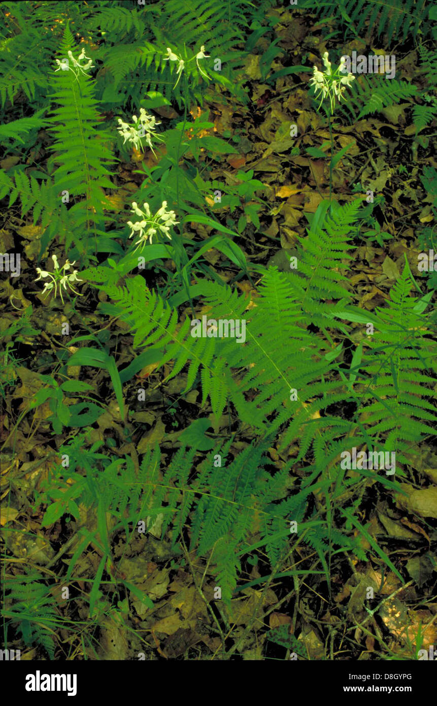 Clusters of small white orchid flowers bloom along green fern stalks ...