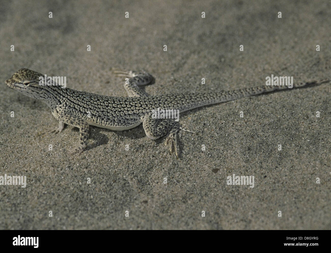 The Coachella Valley fringe-toed lizard, an endangered species found in ...