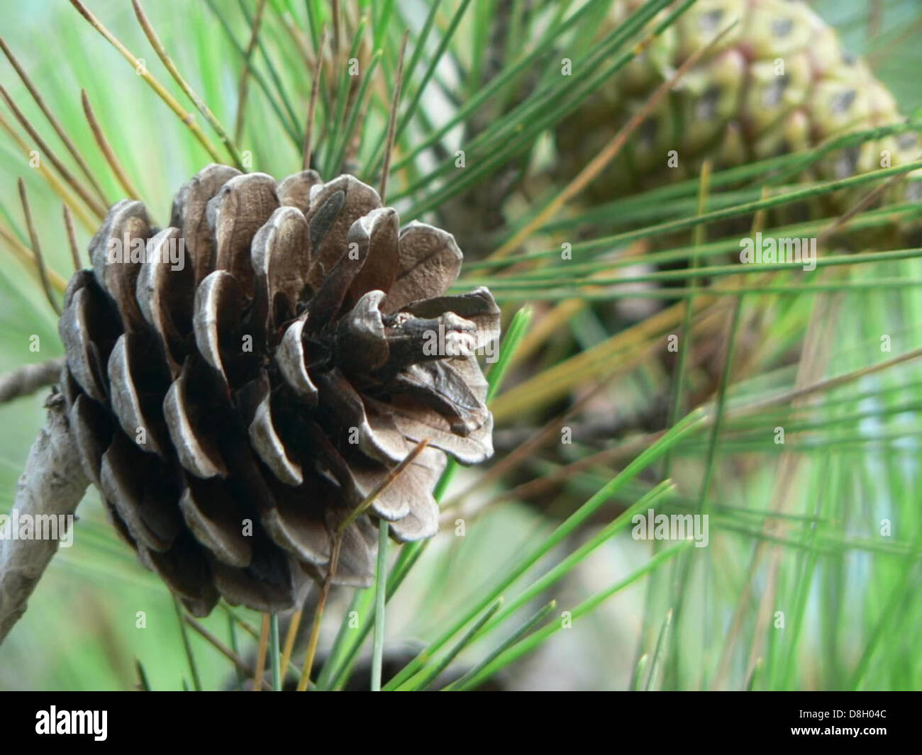 Conifer cone park Stock Photo - Alamy