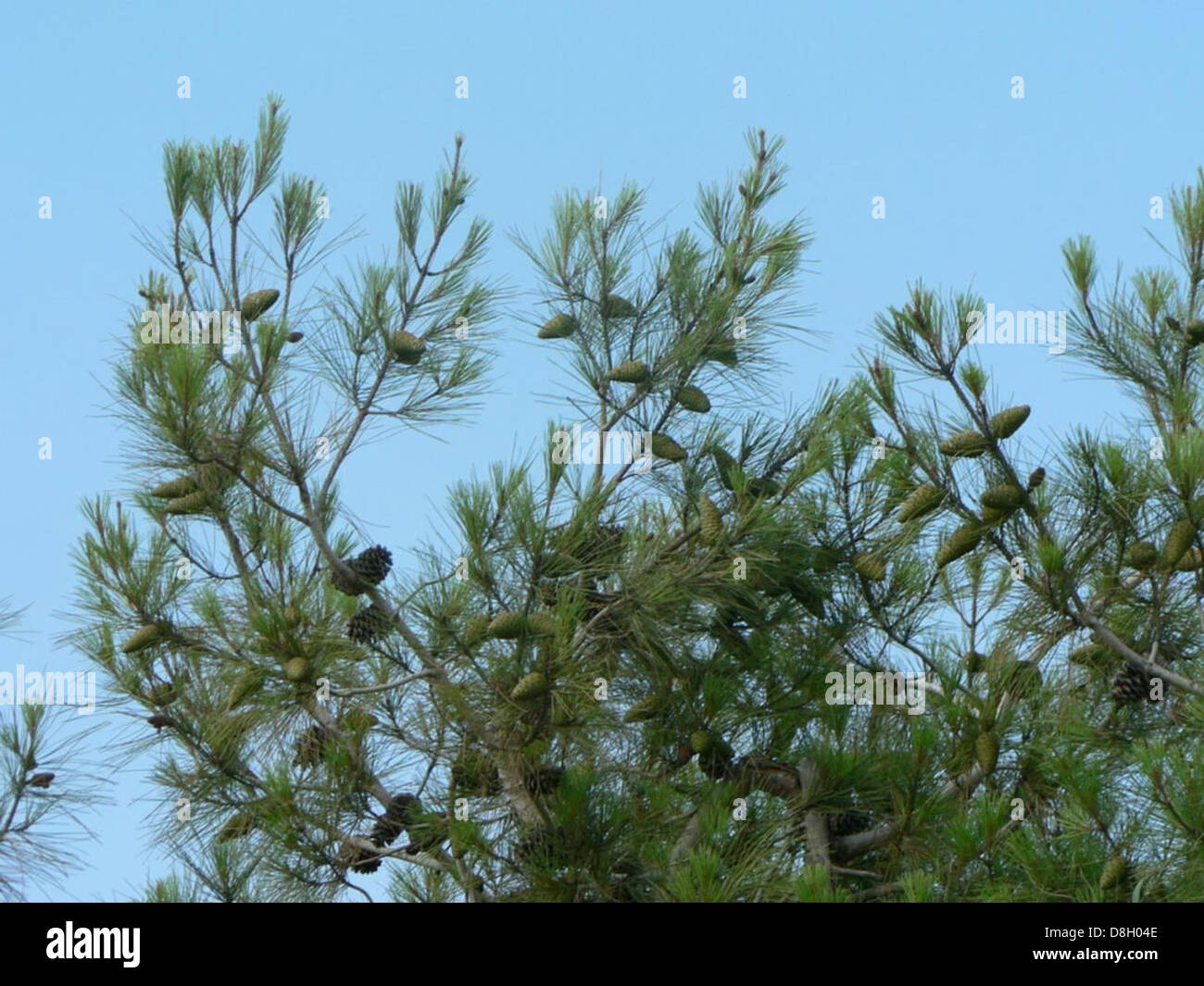 Conifer cones on trees, showing the reproductive organs of these ...