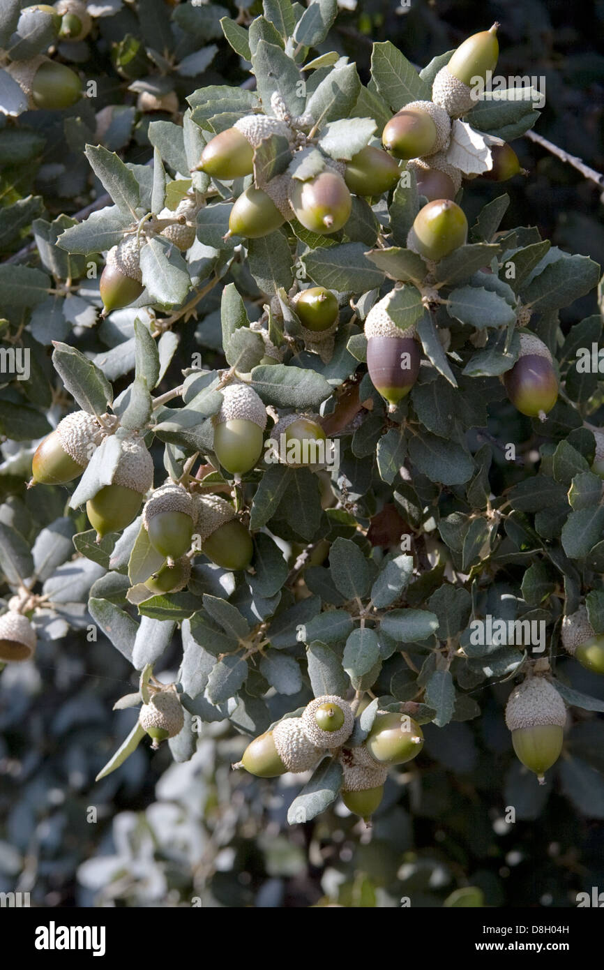 Holm Oak or Holly Oak Stock Photo - Alamy