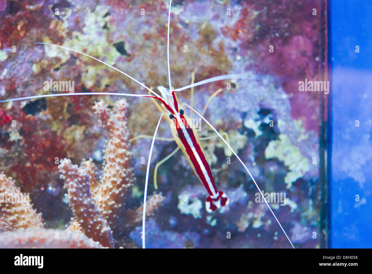 Lysmata amboinensis cleaning hi-res stock photography and images - Alamy