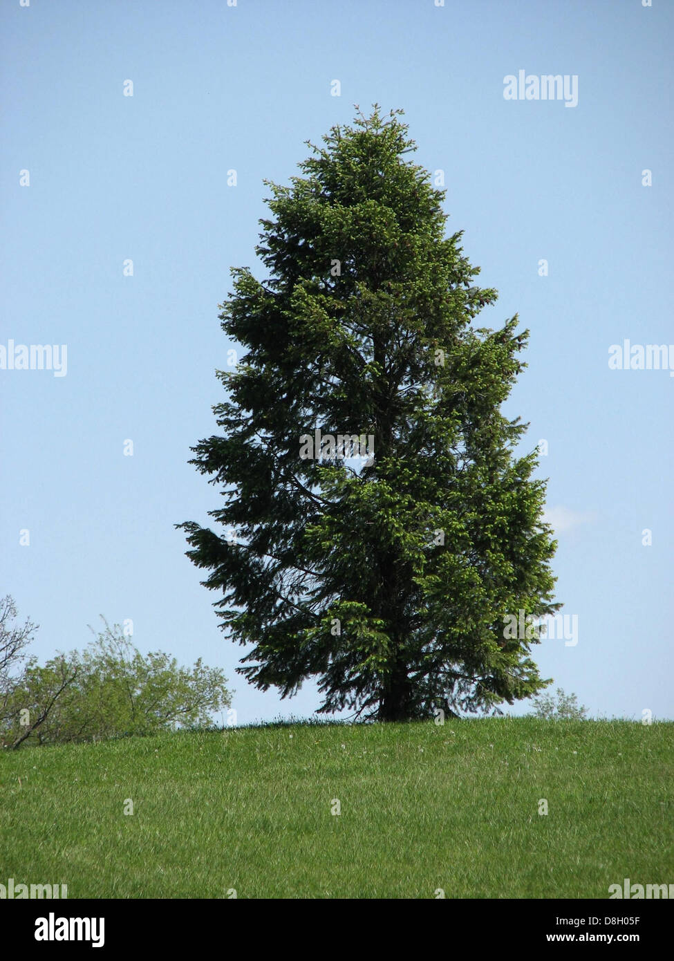 Conifer tree in park Stock Photo - Alamy